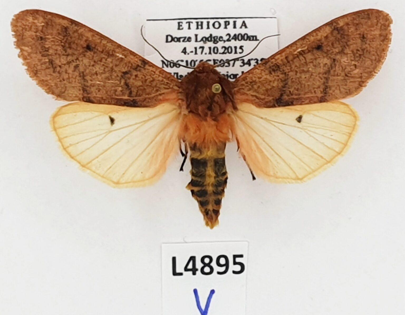 Erebidae sp., A1, Ethiopia - Planeta de Mariposas