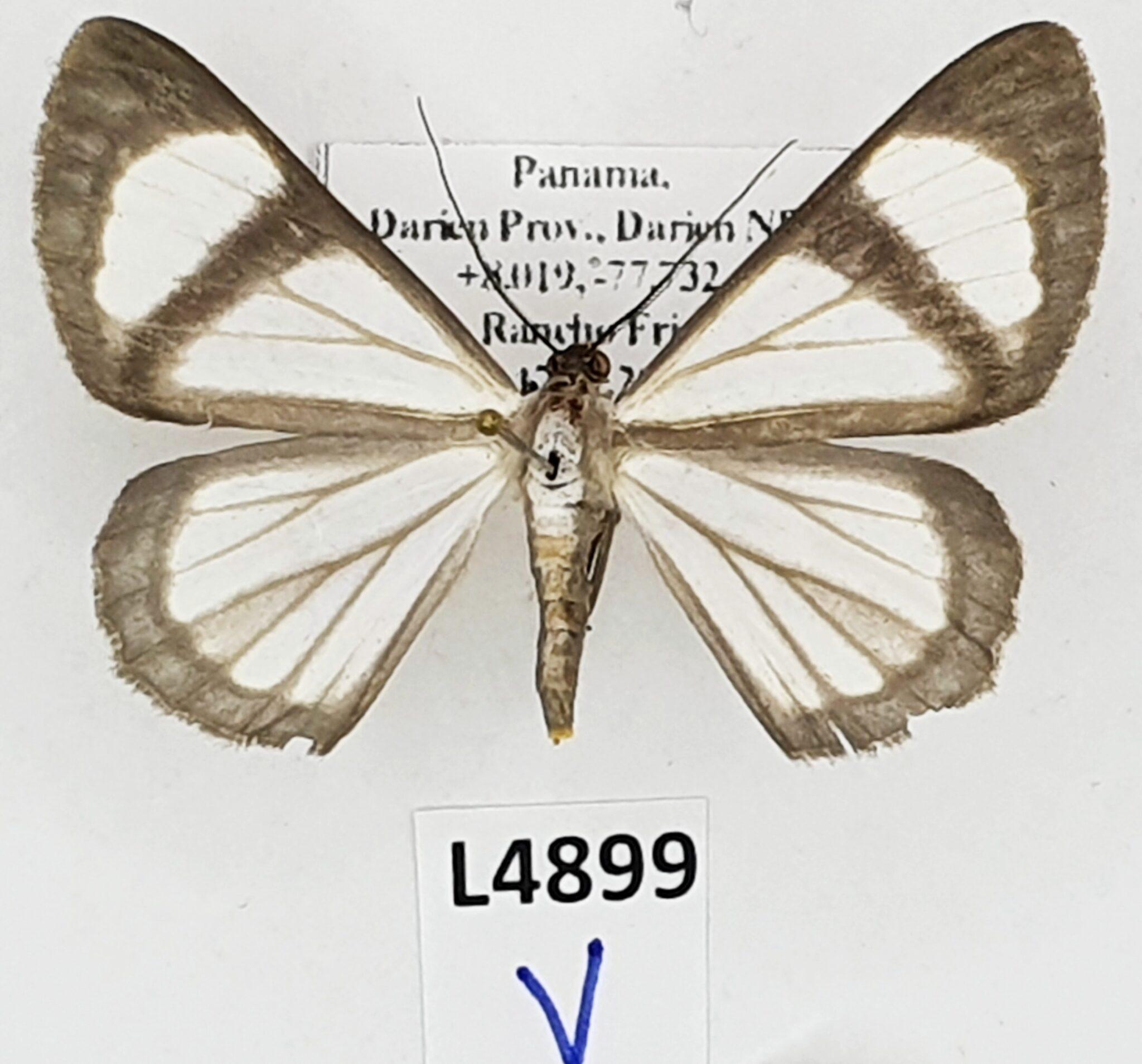 Geometridae, Perigramma vicina, A1-, Panama - Planeta de Mariposas