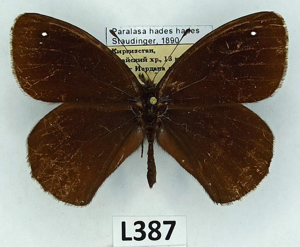 Nymphalidae, Satyrinae, Paralasa hades hades, male, A1-/A2-, Kyrgyzstan ...