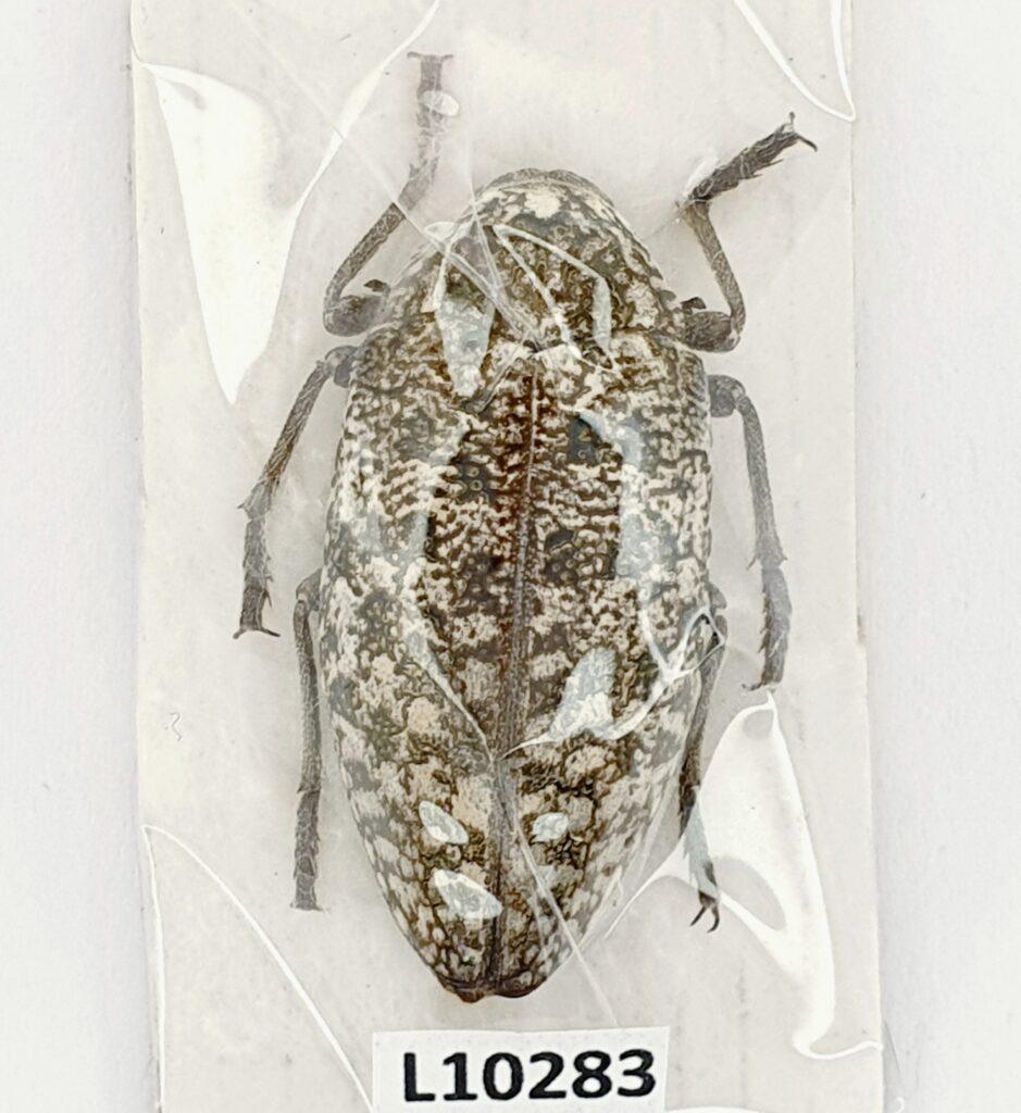 Buprestidae, Julodis speculifera, 26mm, A1, Iran - Planeta de Mariposas