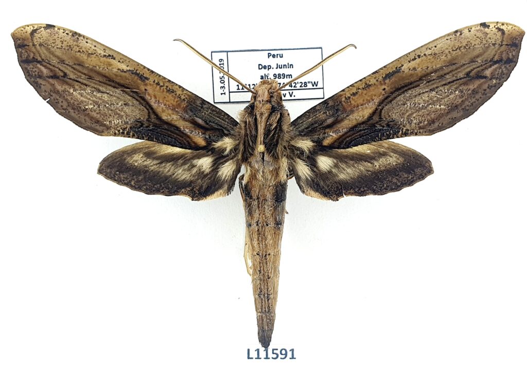 Sphingidae, Xylophanes media, male, A1-, Peru - Planeta de Mariposas