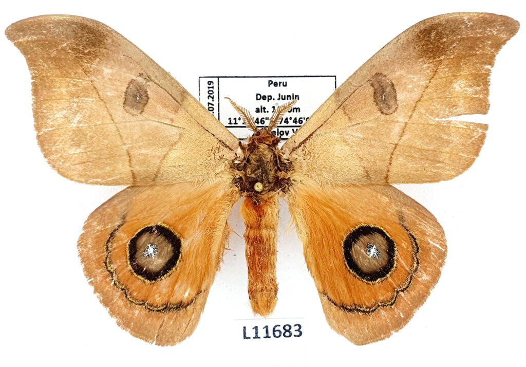 Saturniidae, Automeris hamata, male, B, Peru - Planeta de Mariposas