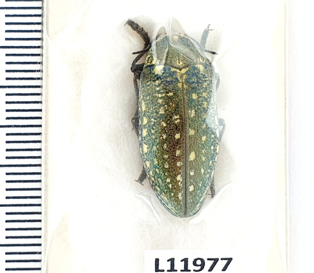 Buprestidae, Julodis consobrina consobrina, A2-, 23 mm, Iran - Planeta ...
