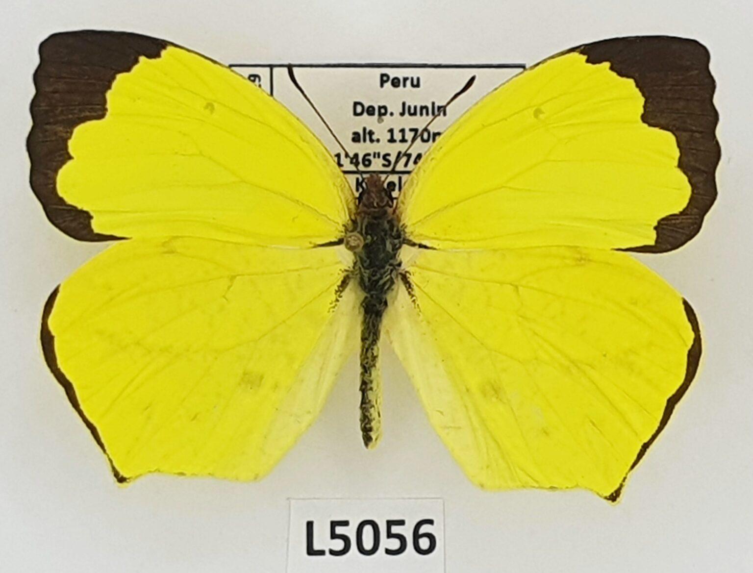 Pieridae, Eurema salome, female, A1, Peru - Planeta de Mariposas