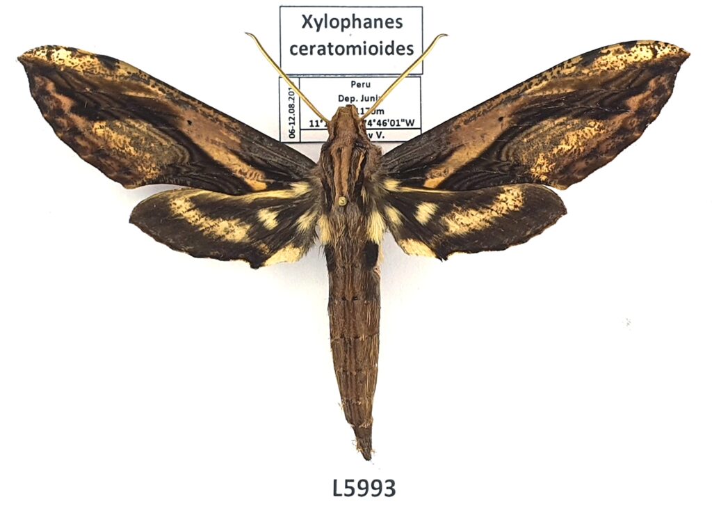 Sphingidae, Xylophanes ceratomioides, male, A1, Peru - Planeta de Mariposas