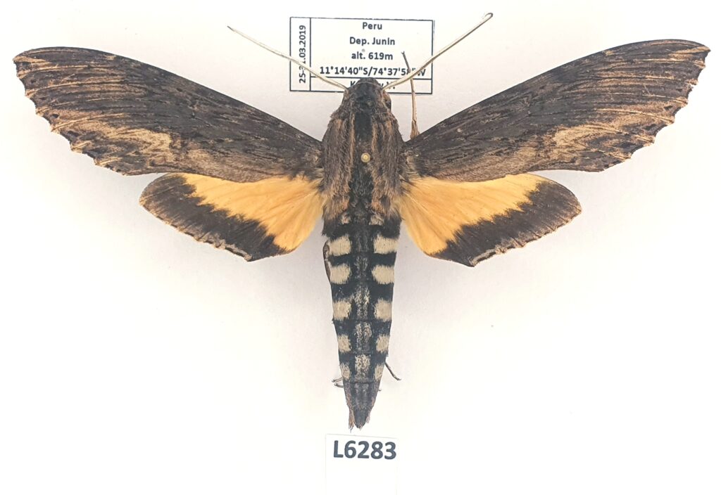 Sphingidae, Erinnyis alope, male, A1, Peru - Planeta de Mariposas