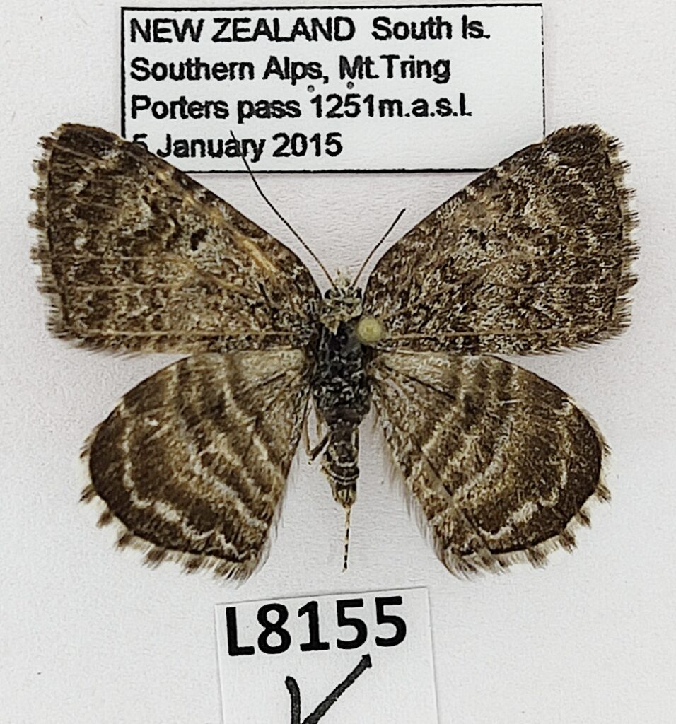 Geometridae sp., A1-, New Zealand - Planeta de Mariposas