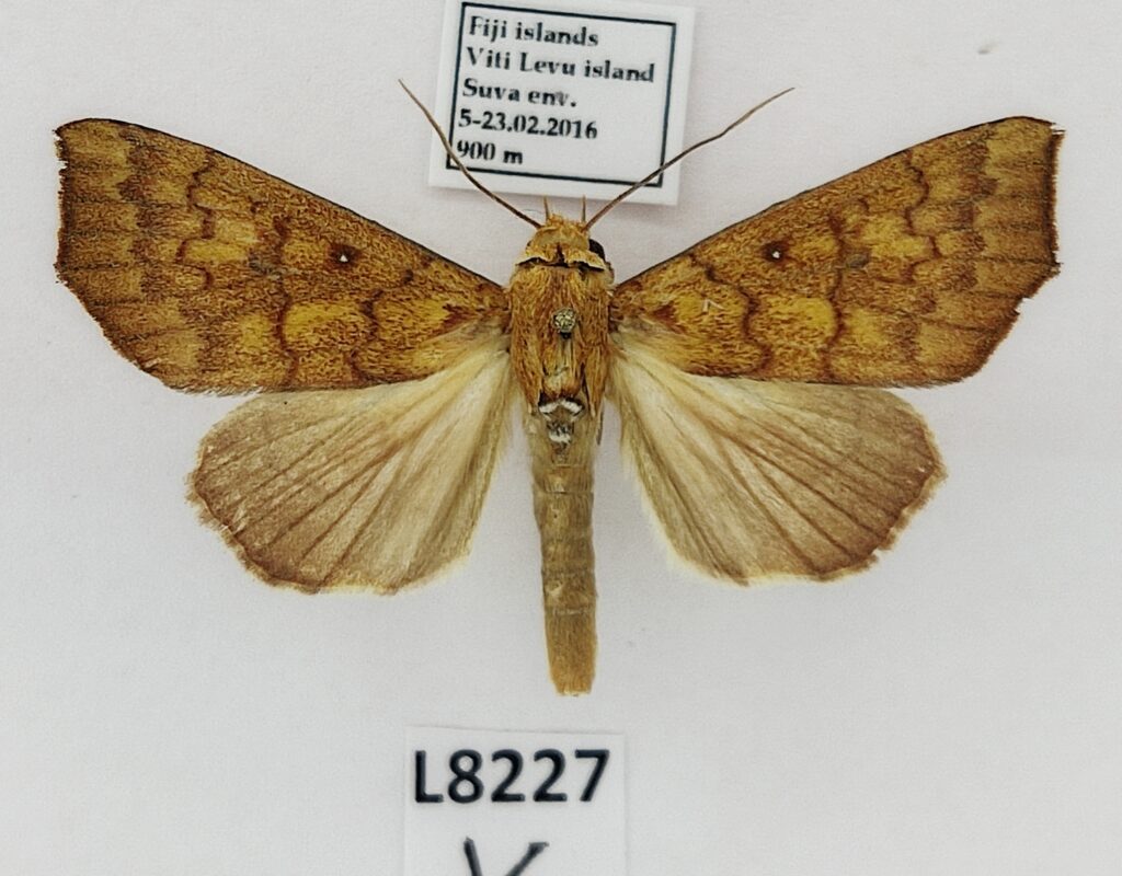 Erebidae, Anomis sp., A1, Fiji - Planeta de Mariposas