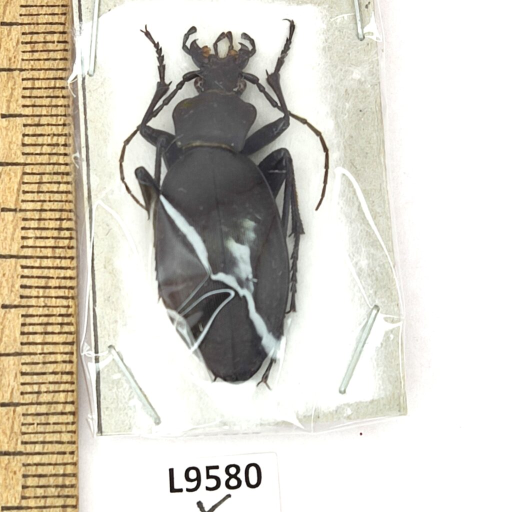 Carabidae, Carabus titanus titanus, female, A1, China - Planeta de ...