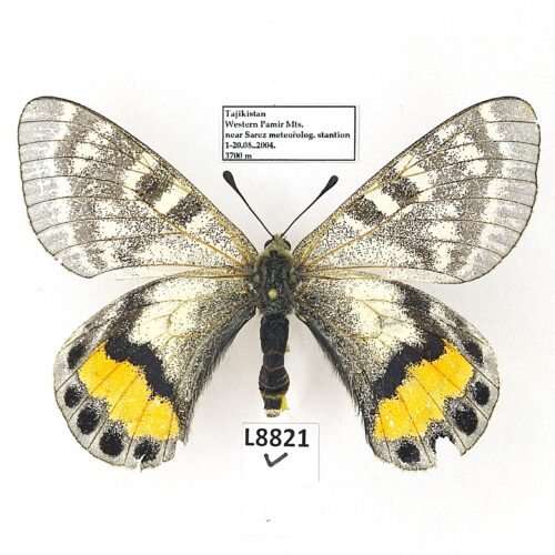 Insect store - Planeta de Mariposas