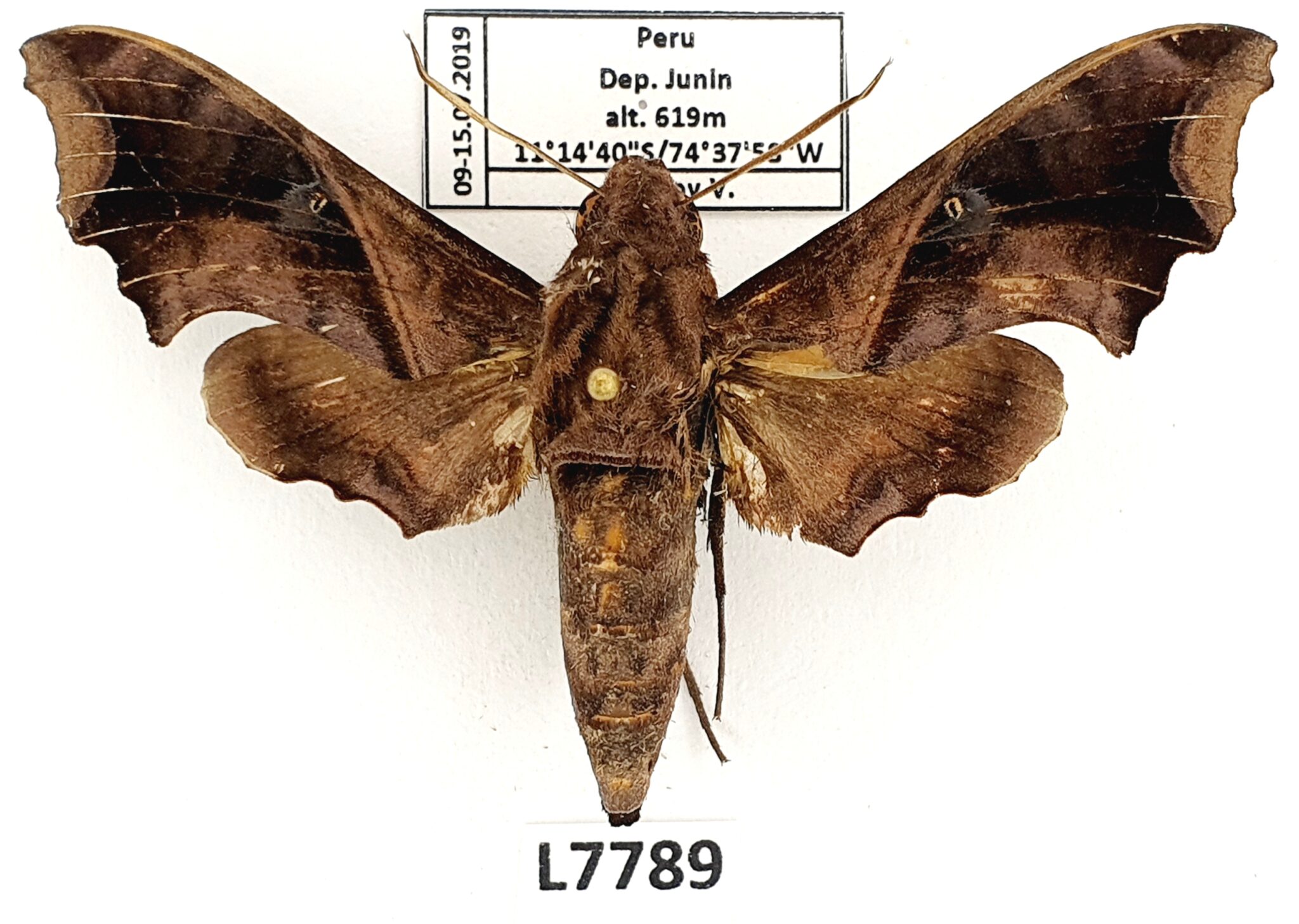 Sphingidae, Enyo ocypete, female, A2-, Peru - Planeta de Mariposas