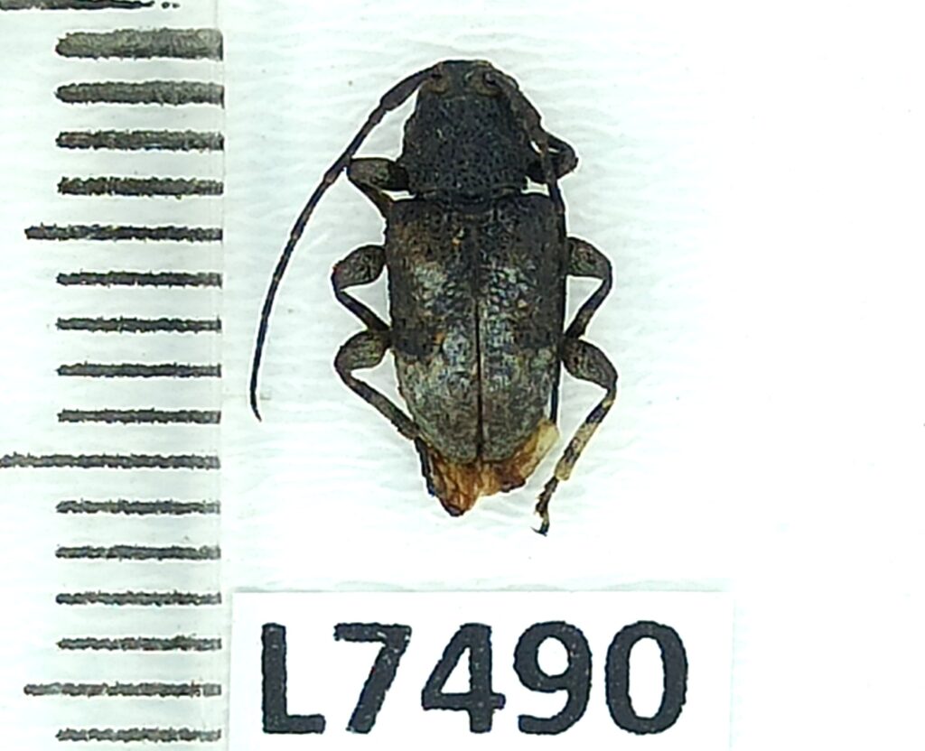 Cerambycidae, Myoxinus pictus, female, A1-, Peru - Planeta de Mariposas