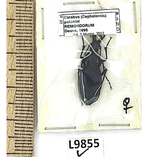 Carabidae, Carabus potanini remondorum, female, A1, China - Planeta de ...