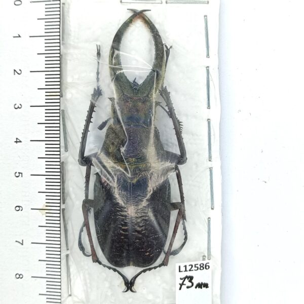 Lucanidae, Sphaenognathus giganteus, male, 73mm, A1, Peru - Planeta de ...