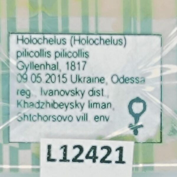 Scarabaeidae, Holochelus pilicollis pilicollis, female, A1, Ukraine ...